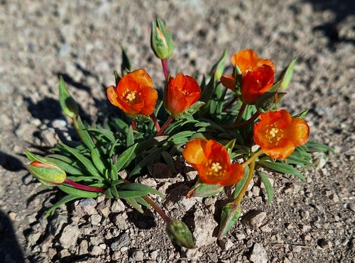 Calandrinia skottsbergii · iNaturalist