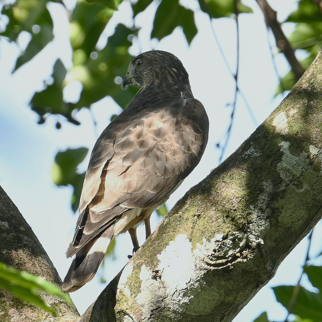 Broad-winged Hawk from Puntarenas Province, Osa, Costa Rica on December ...