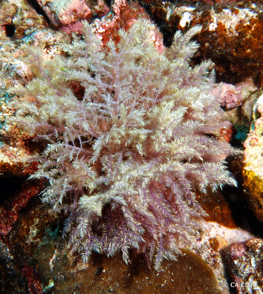 Iridescent Seaweed (Coastal Marine Algae of Maui) · iNaturalist