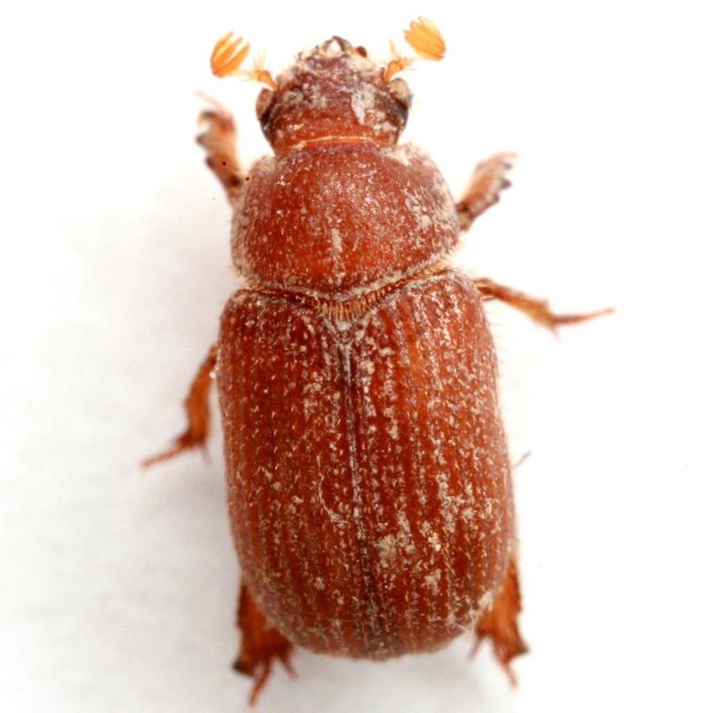 Enigmatic Scarab Beetles from Terlingua Ranch, HQ area, Brewster County ...
