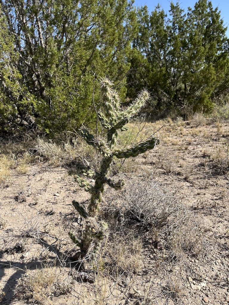 tree cholla from Pecos County, TX, USA on September 4, 2023 at 10:34 AM ...