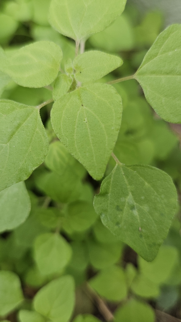 Florida Pellitory in December 2023 by modernhermit · iNaturalist