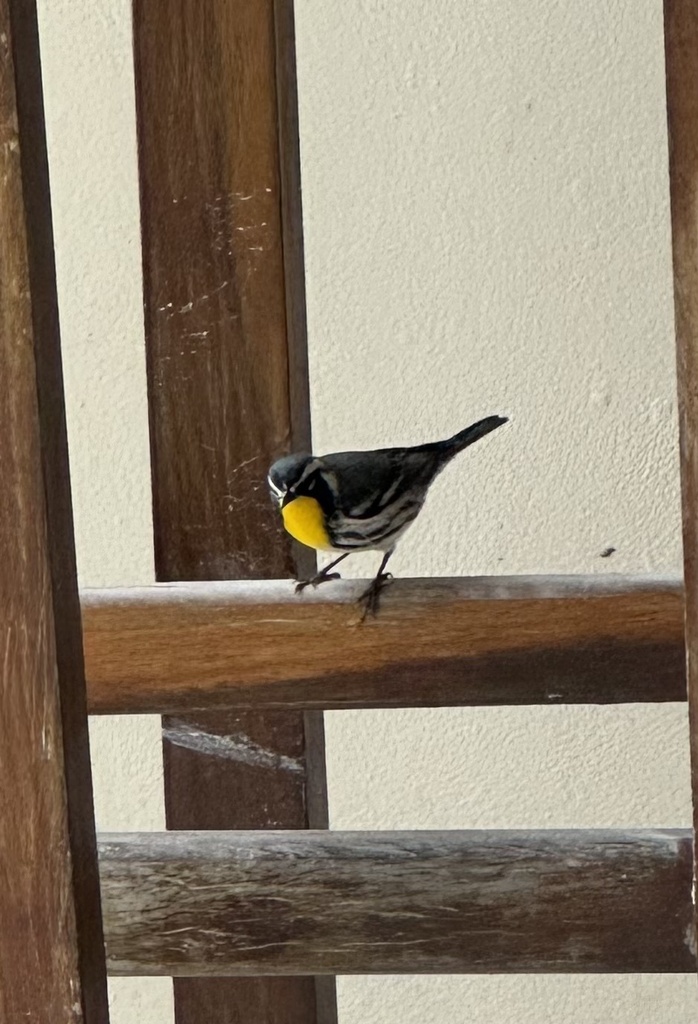 Yellow-throated Warbler from North Ambergris Caye, Corozal, BZ on ...