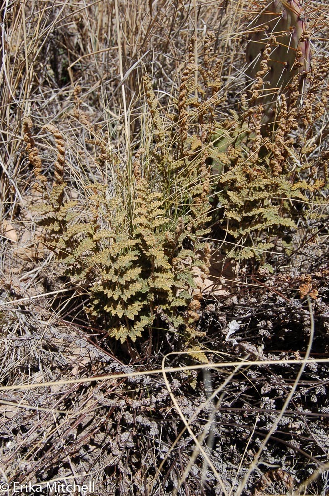 lip ferns from Silver City, NM 88061, USA on March 10, 2009 at 03:42 PM ...