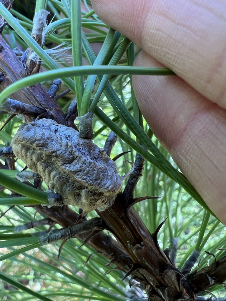 Tenodera in December 2023 by Deborah Barber · iNaturalist