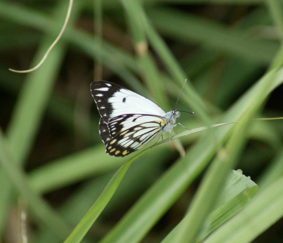 Caper White from Coolmunda on December 20, 2011 by mmcnaghten · iNaturalist