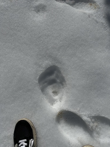 Black Bear Tracks – NatureTracking