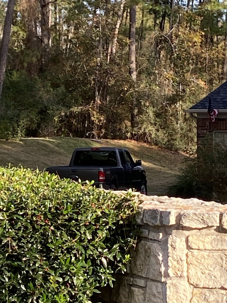 Red Fox from Boulder Ridge Dr, Conroe, TX, US on December 20, 2023 at ...