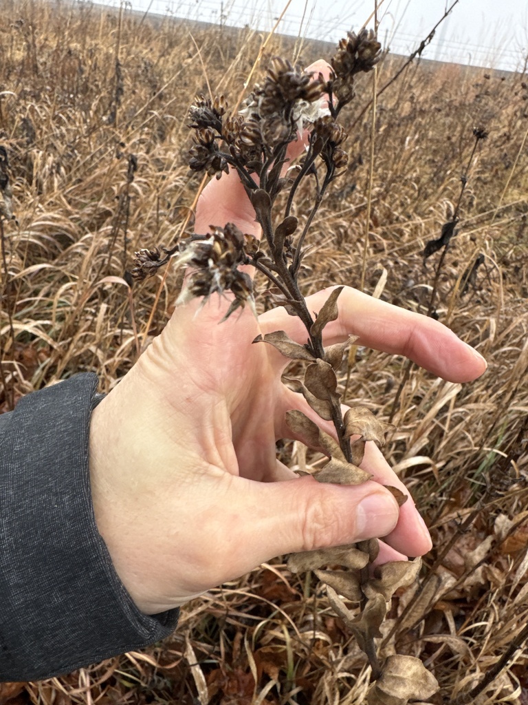 stiff-leaved goldenrod from Wyoming, IL, US on December 22, 2023 at 01: ...