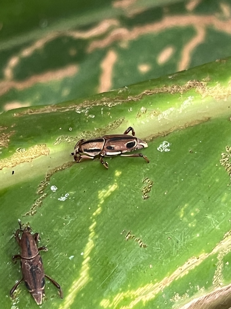 Sphenocorynes ocellatus in December 2023 by Nakatada Wachi · iNaturalist