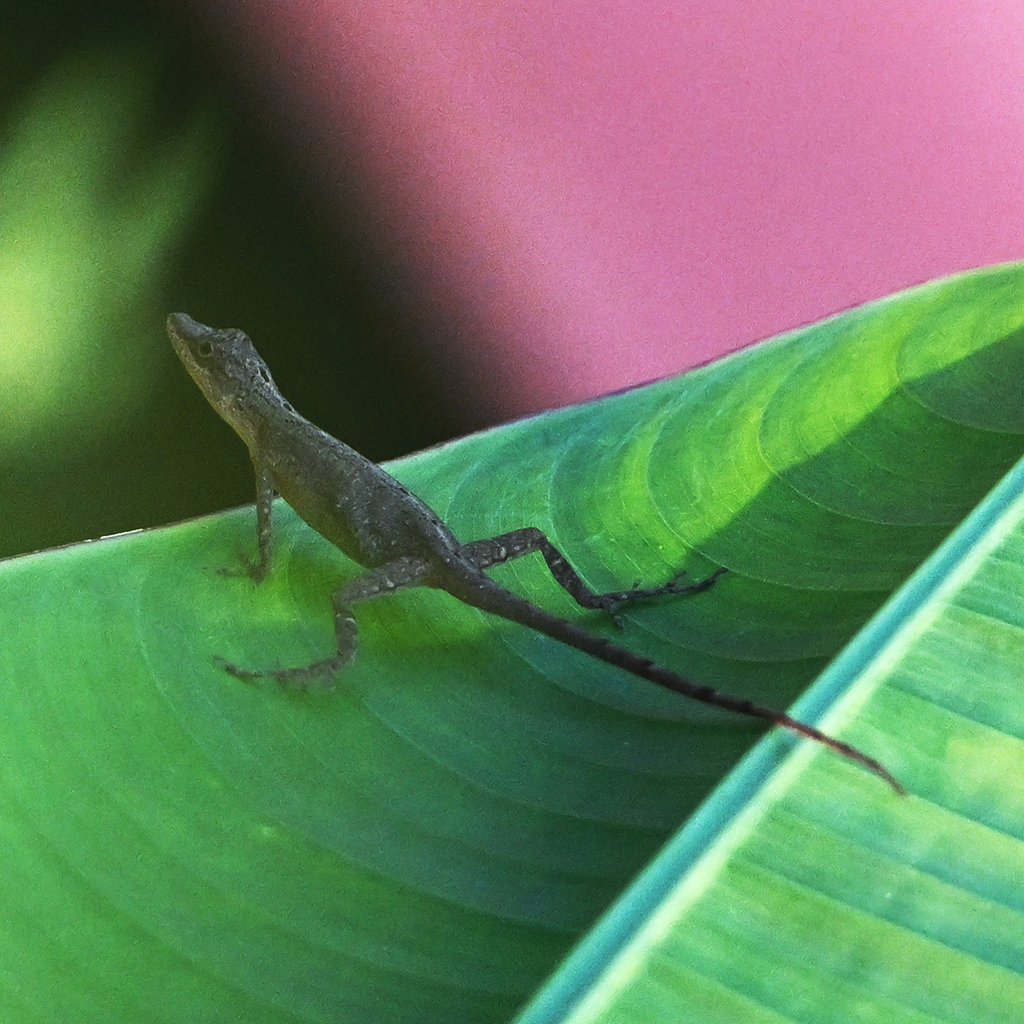 Many-scaled Anole from Puntarenas Province, Osa, Costa Rica on December ...