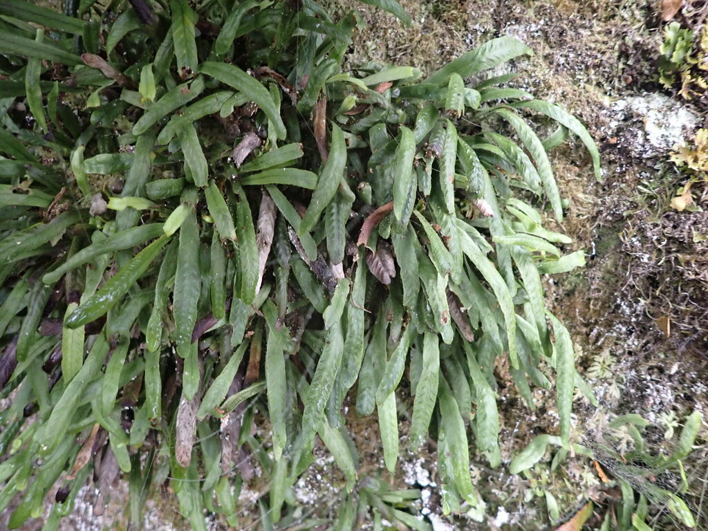 Strap fern from Fiordland, Southland, Southland, New Zealand on ...