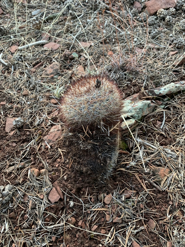 Mountain Ball Cactus from Meadow Ln, Basalt, CO, US on December 21 ...