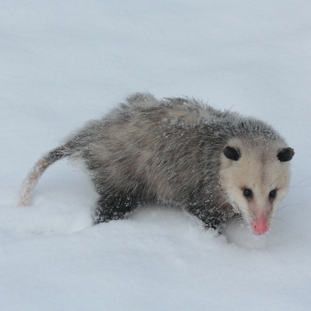 Virginia Opossum from Mecosta County, MI, USA on March 13, 2023 at 09: ...