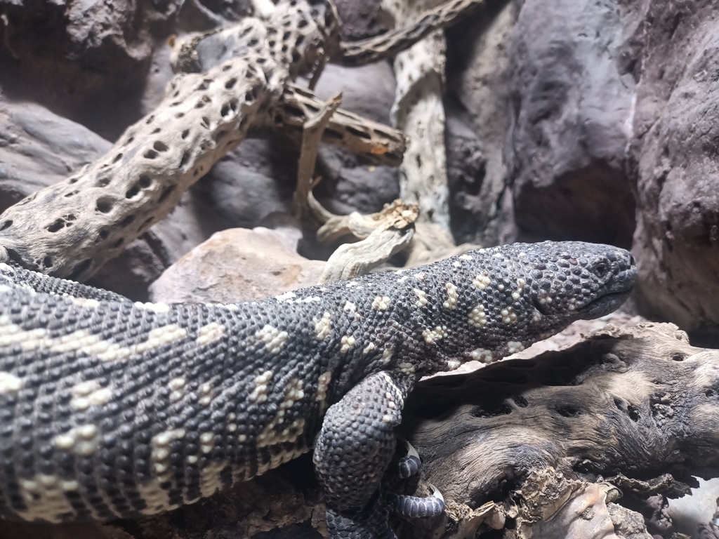 Heloderma from Sin Nombre de Col 10, Saltillo, Coah., México on ...