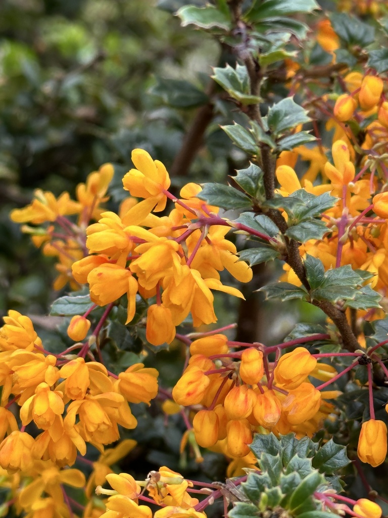 Darwin's Barberry from Universidad Católica de la Santísima Concepción ...