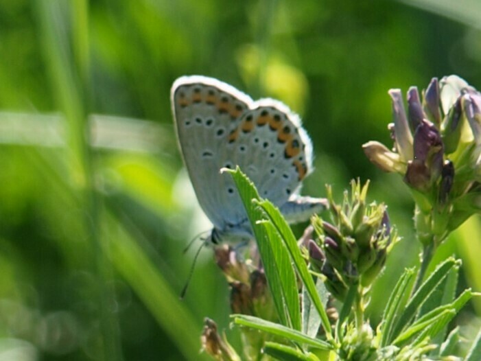 Reverdin's Blue from Saint-Maurice-de-Rotherens, Saint-Genix-les ...