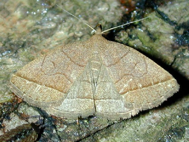 Early Fan-foot from Jamaica Bay Wildlife Refuge, Queens, NY, USA on ...