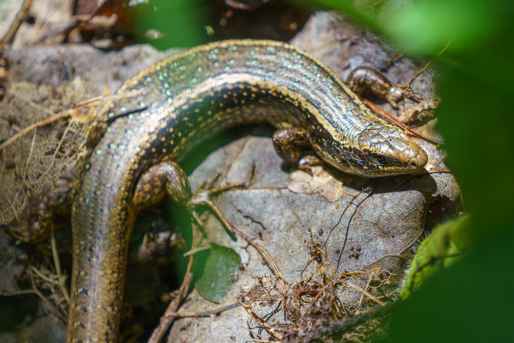Northern Spotted Skink in December 2023 by Simon Pierce · iNaturalist