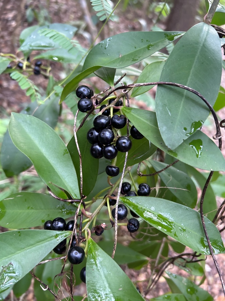 Marlberry from Vero Beach, FL, US on December 22, 2023 at 04:20 PM by ...