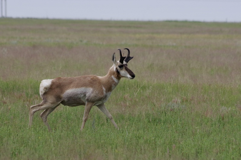 Pronghorn from Bosler, WY, US on July 20, 2023 at 02:12 PM by Alex ...