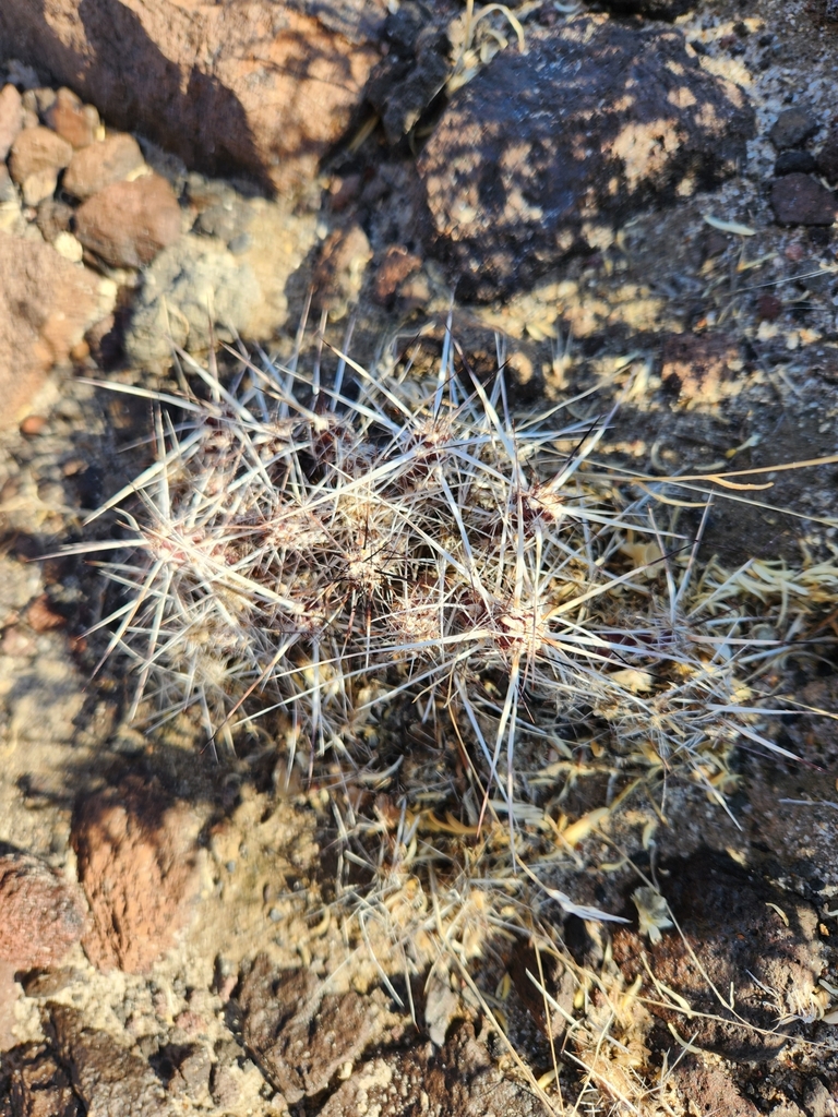 Sagebrush Cholla from Stagecoach, NV 89429, USA on December 22, 2023 at ...