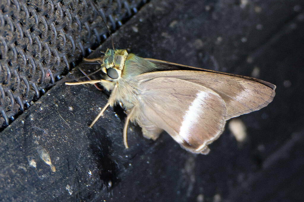 Common Banded Awl from Acacia Hills NT 0822, Australia on December 10 ...