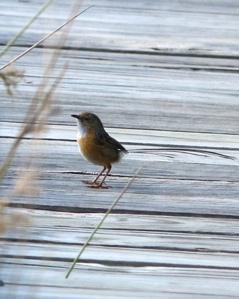 Southern Emuwren from Mount Compass SA 5210, Australia on December 19 ...