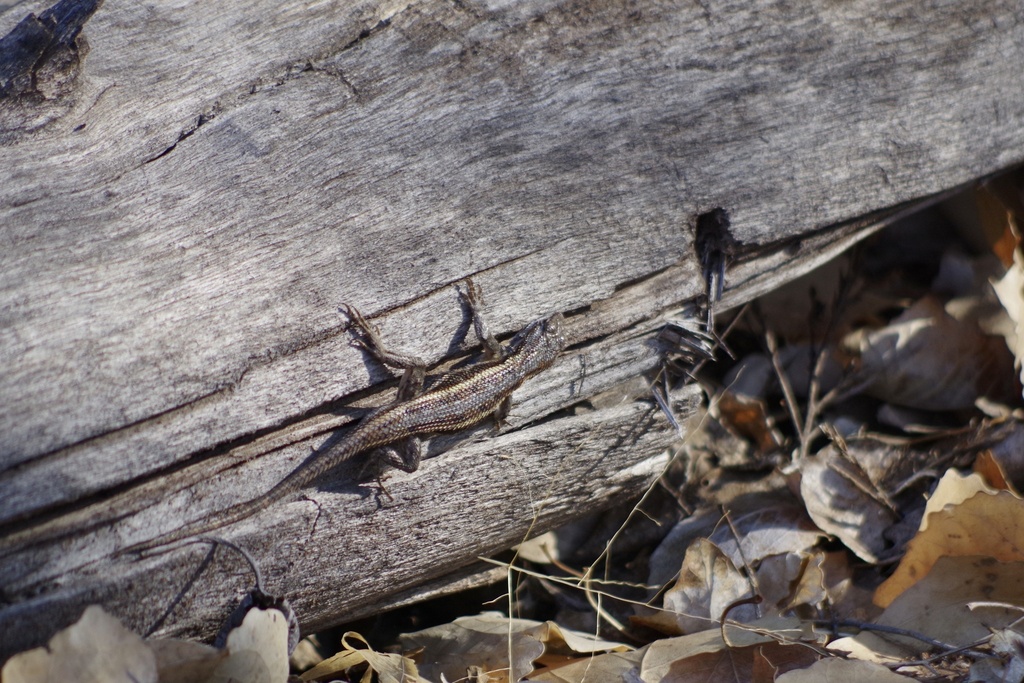 Southwestern Fence Lizard from Melrose, NM, US on April 10, 2023 at 07: ...