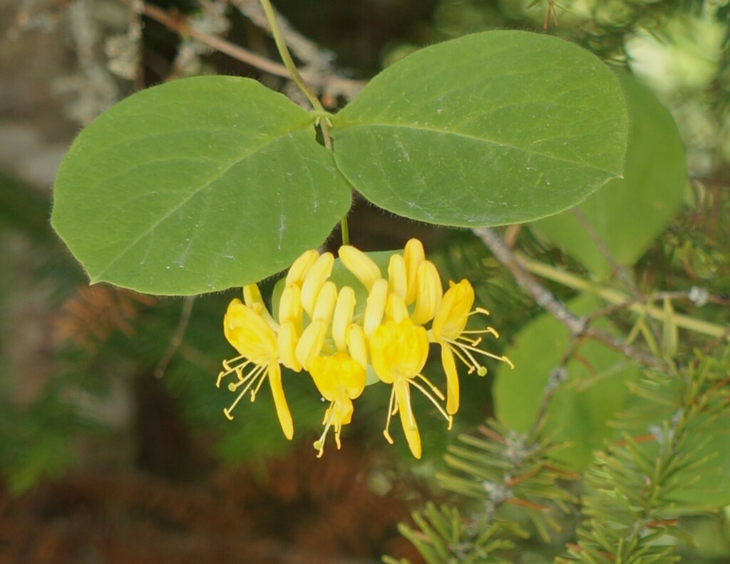hairy honeysuckle from Mackinac County, MI, USA on July 5, 2016 at 01: ...