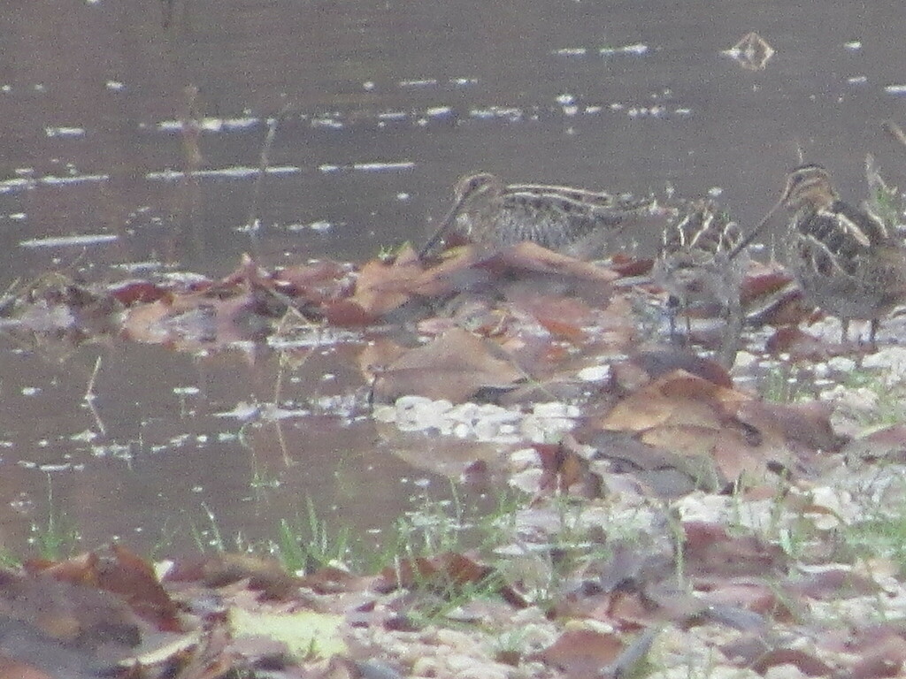Wilson's Snipe from Benbrook, TX, USA on December 22, 2023 at 08:55 AM ...