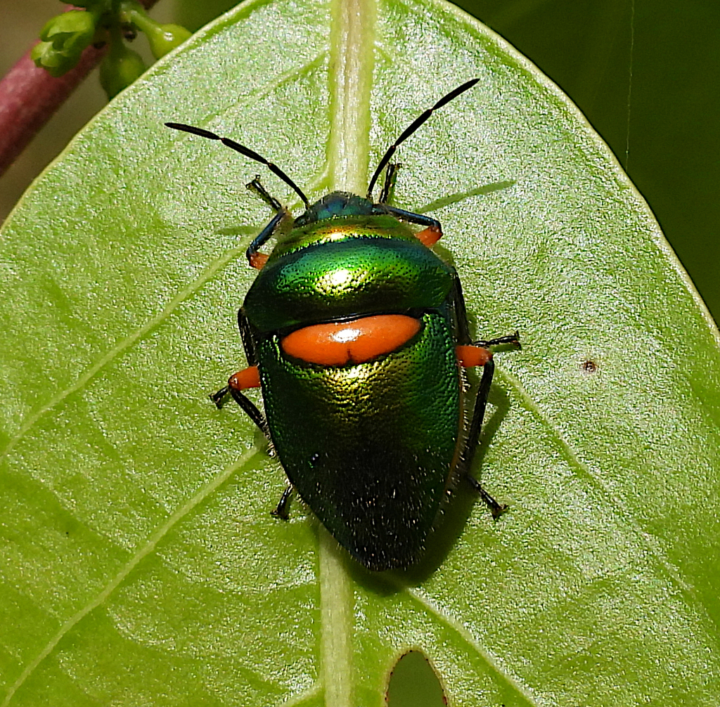 Green Jewel Bug from Wightman Reserve, Arana Hills, Brisbane QLD ...