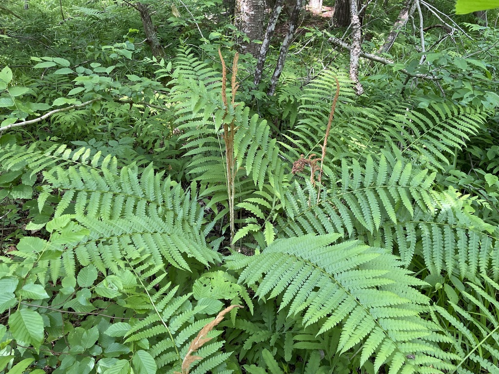 cinnamon fern from Benson, VT, USA on June 11, 2023 at 03:26 PM by Tom ...