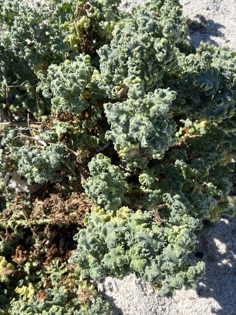 Perityle crassifolia desde Loreto, MX-BS, MX el 22 de diciembre de 2023 ...