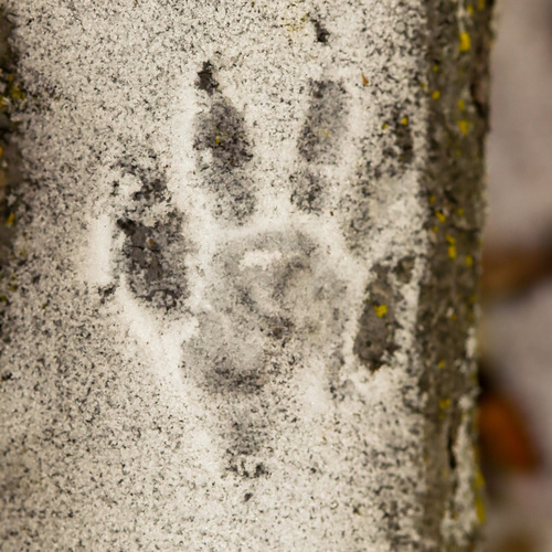 Raccoon Tracks – NatureTracking