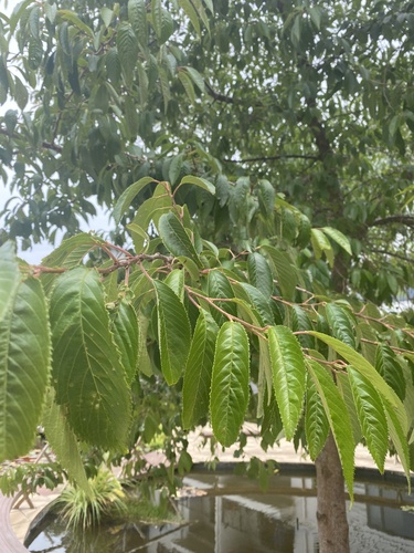 Observations by holdenhohaia · iNaturalist