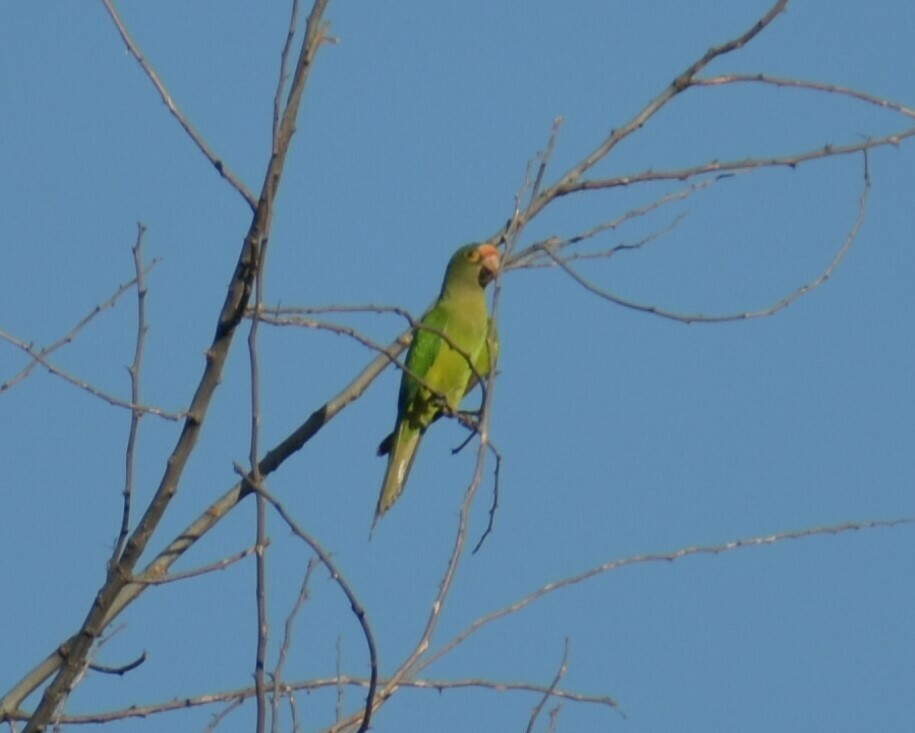 Orange-fronted Parakeet from El Viejo, Nicaragua on December 11, 2023 ...