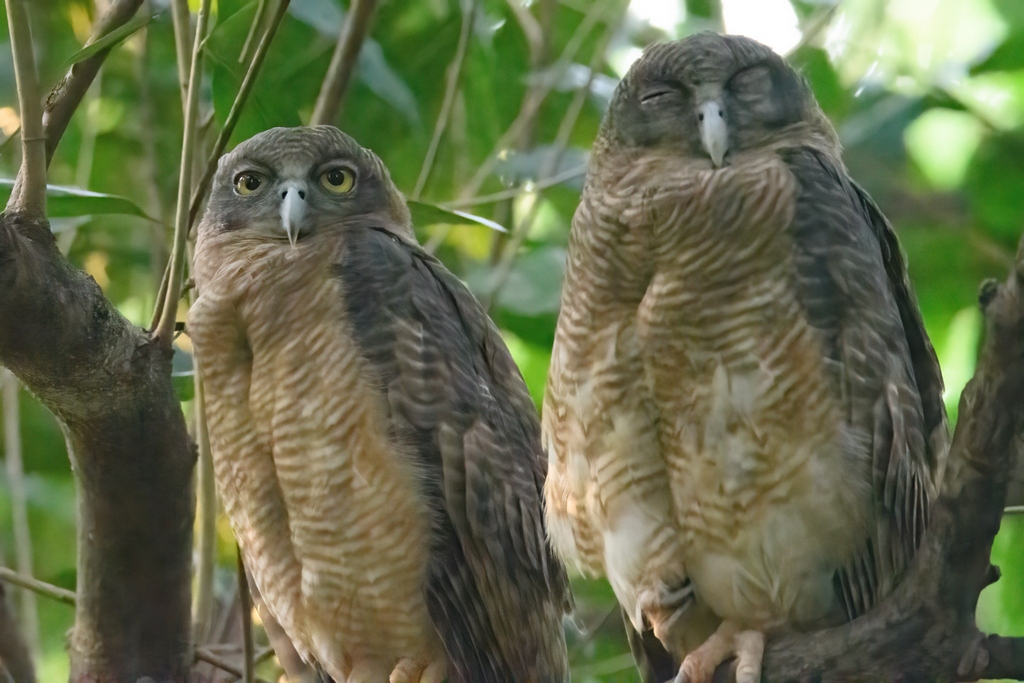 Rufous Owl from Darwin NT, Australia on September 7, 2022 at 10:44 PM ...