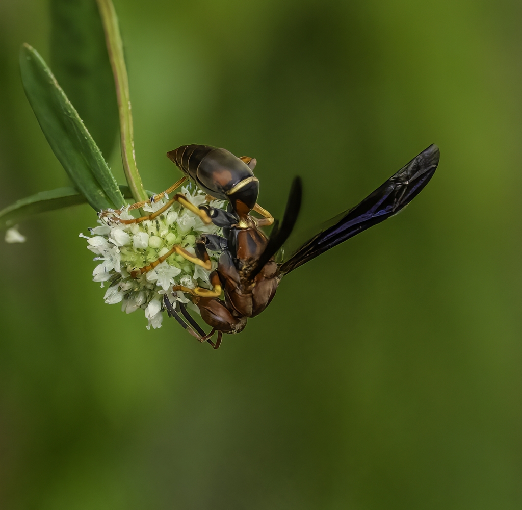 Northern Paper Wasp from Frenchman's Forest Natural Area 12201 ...