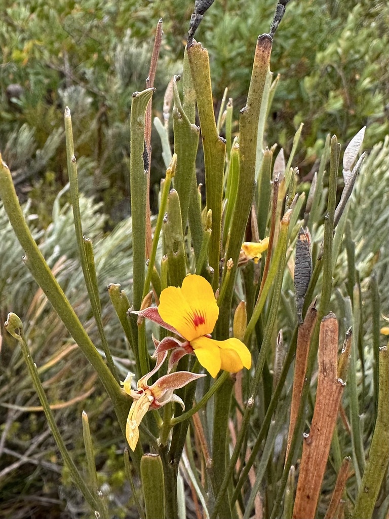 (Jacksonia compressa) - Botanical Realm