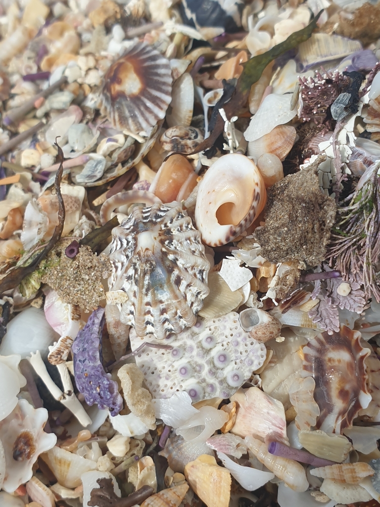 Patelloida alticostata from Bateau Bay NSW 2261, Australia on December ...