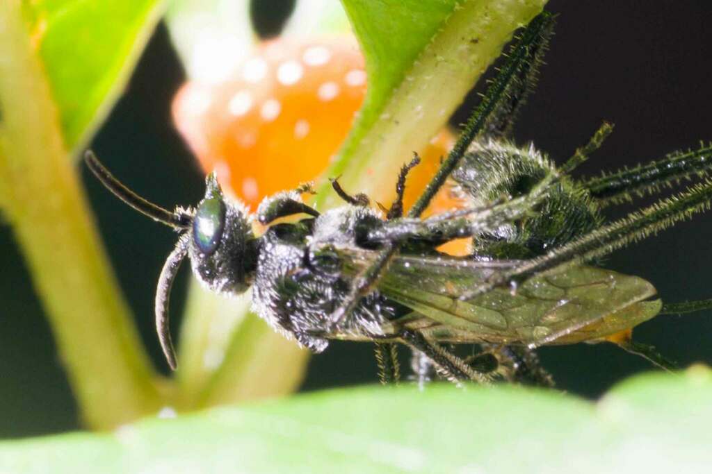 Tiphiid Flower Wasps from St. Roch, New Orleans, LA, USA on September ...