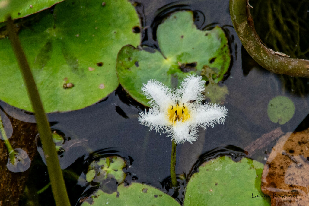 Crested Floating Heart from Mounts Botanical Gardens, Military Trail ...