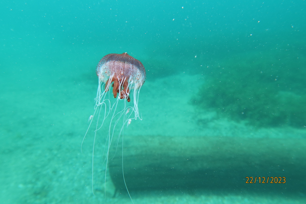 Australian Sea Nettle from Rapid Bay jetty on December 22, 2023 at 03: ...