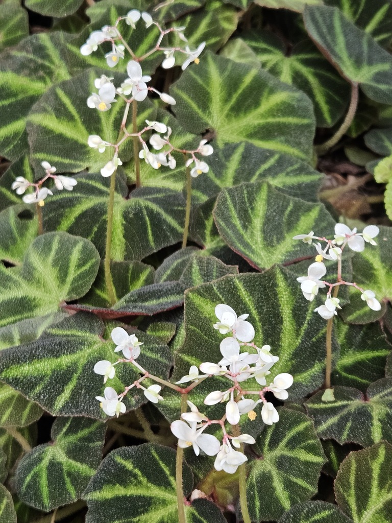 Begonia solimutata from 台灣臺北 on December 22, 2023 at 12:49 PM by 胡正恆 ...