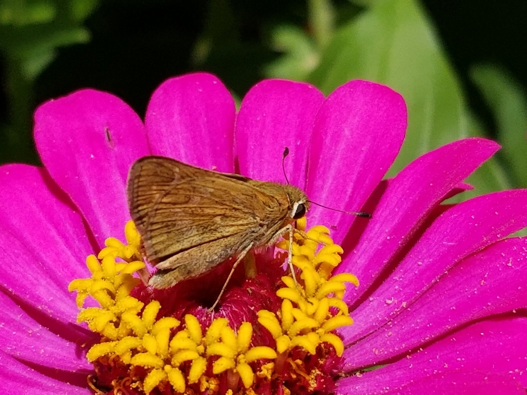 Sachems and Allies in July 2018 by Rachel · iNaturalist