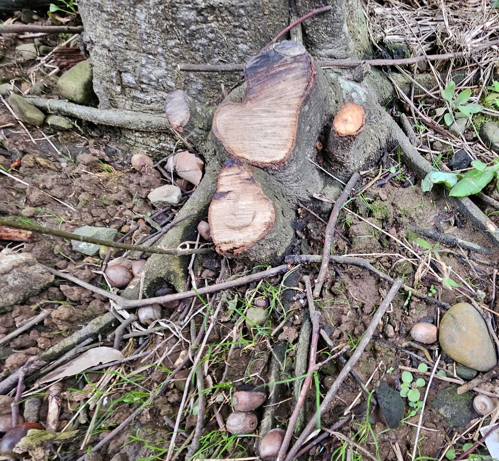 ring-cupped oak from 台灣臺北 on December 22, 2023 at 01:04 PM by 胡正恆 ...