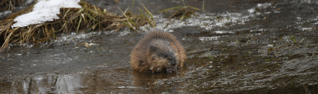 Muskrat from Tucker County, WV, USA on December 22, 2023 at 03:21 PM by ...