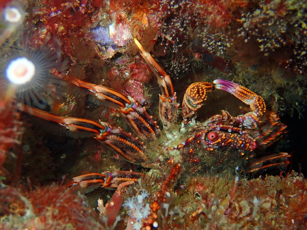 Plagusia from Sunshine Coast QLD, Australia on December 22, 2023 at 10: ...