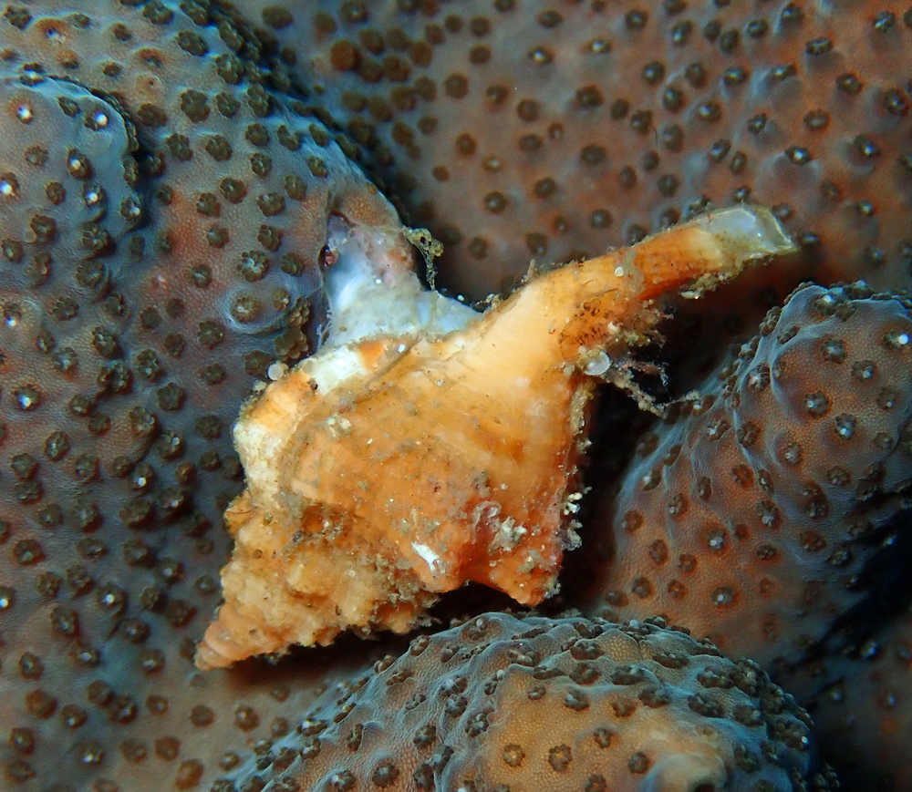 Ranularia from Sunshine Coast QLD, Australia on December 22, 2023 at 09 ...